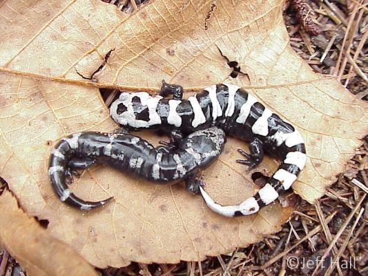 Marbled Salamander | NC Wildlife